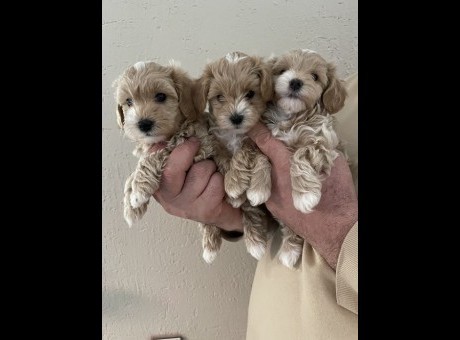 Mini maltipoo