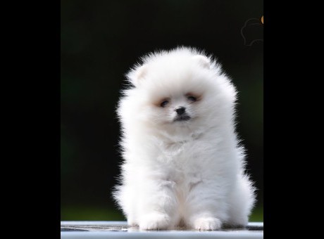Pomeranac BOO prelepi štenci