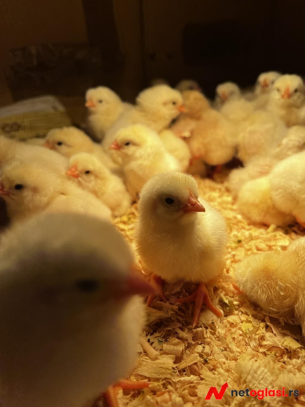 Leghorn pilici rezervacija