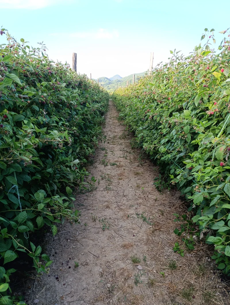 Beraci za maline