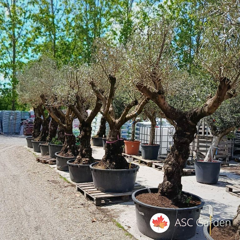 Olea europaea – maslina 260-360 cm