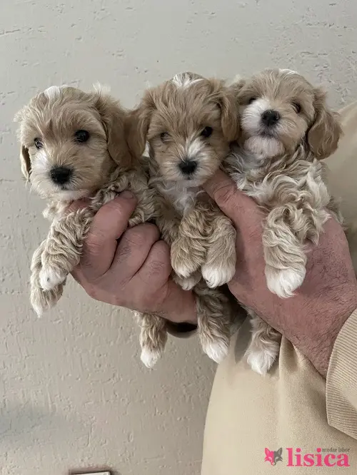 Mini maltipoo
