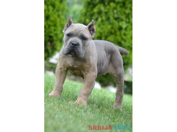 Cane Corso, štenci vrhunskog kvaliteta