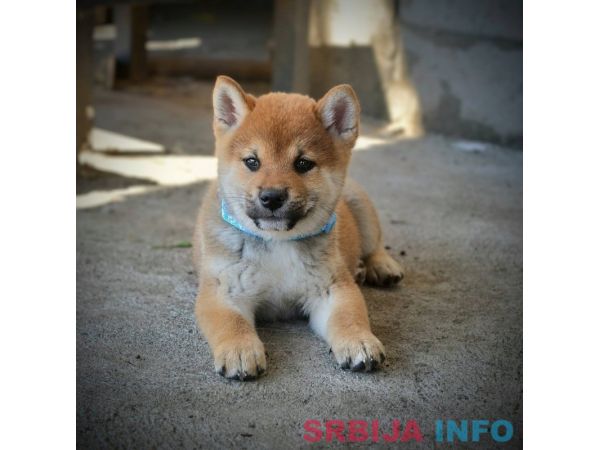 Shiba Inu prelepi štenci