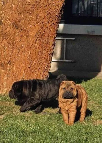 ŠAR PEJ ŠTENCI