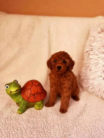MINI PUDLA, MUŠKI ŠTENCI