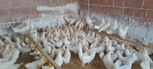 Leghorn i Isa brown koke upis za 20 jun