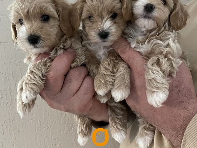 Mini maltipoo