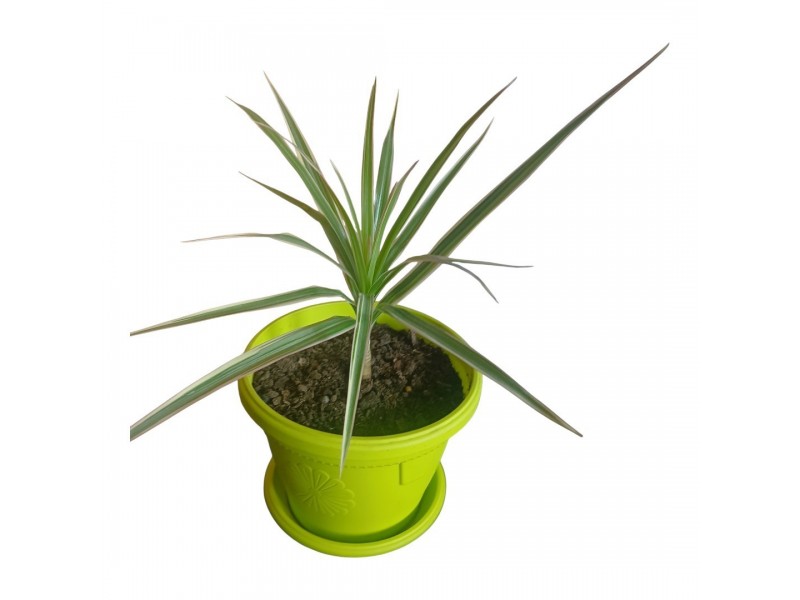 Dracena u saksiji