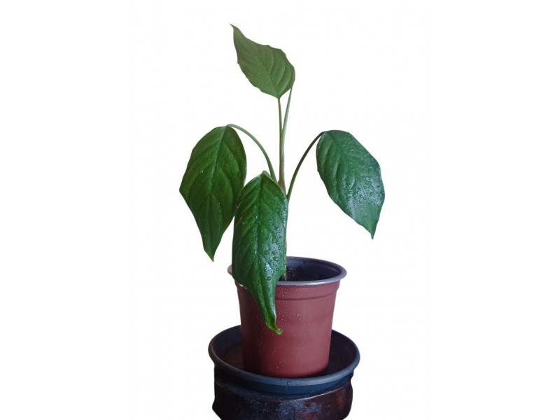 Aglaonema modestum