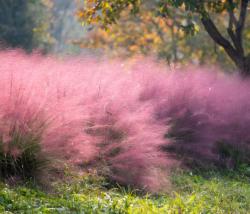 Muhlenbergija roze oblak trava