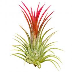 TIllandsia ionantha rubra - crvena vazdušna biljka