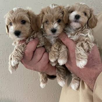 Mini maltipoo ❲ 400 eur ❳