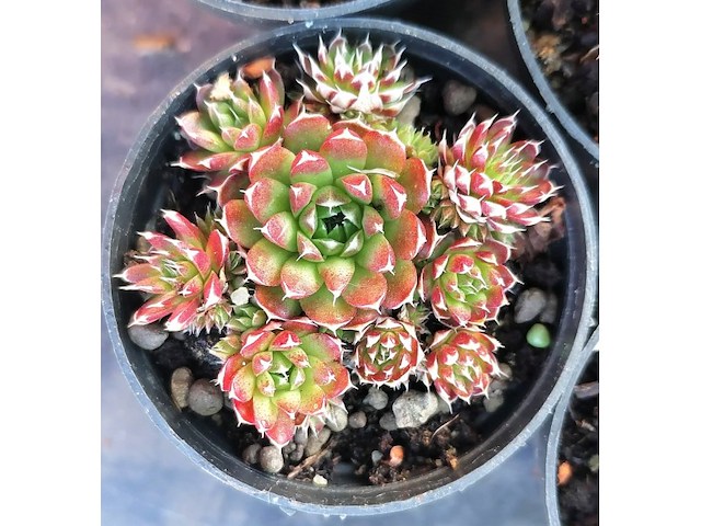 Orostachys spinosa `Rot`