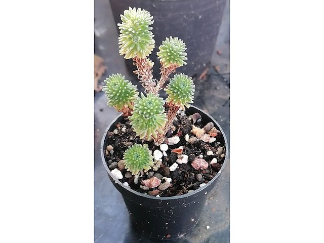 Sedum multiceps