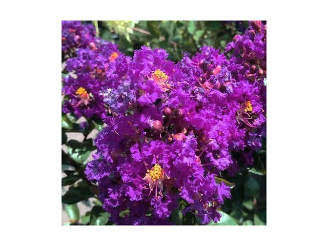 INDIJSKI JORGOVAN (LAGERSTROEMIA INDICA) - SADNICA