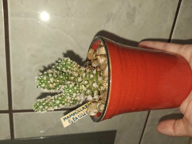 Mammilaria gracilis