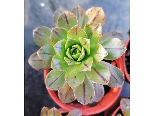 Aeonium `Bronze medal`