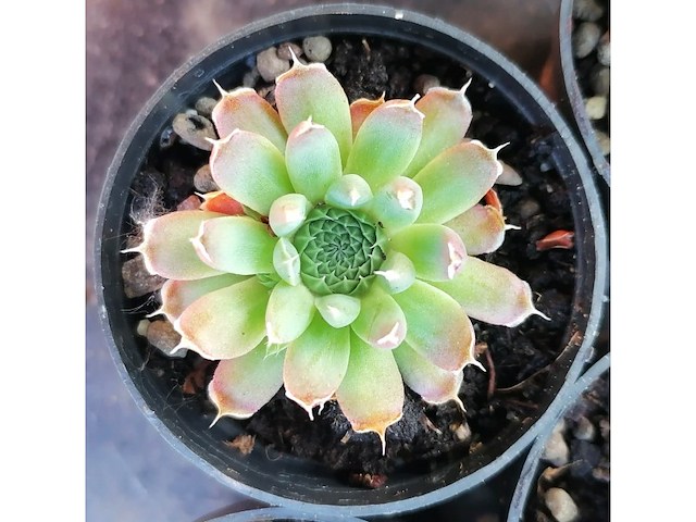 Orostachys spinosa