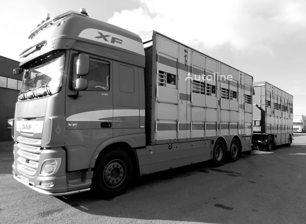 DAF XF-530 For pigs or bovines kamion za prevoz stoke + prikolica za prevoz stoke