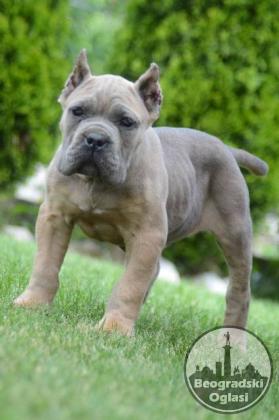 Cane Corso, štenci vrhunskog kvaliteta