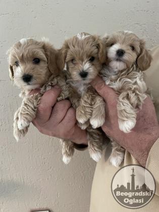 Mini maltipoo