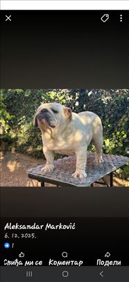 Buldog, mlad pas