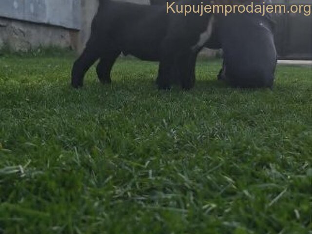 Cane Corso TOP štenci