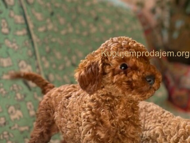 Toy Patuljasta Pudla