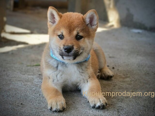 Shiba Inu prelepi štenci