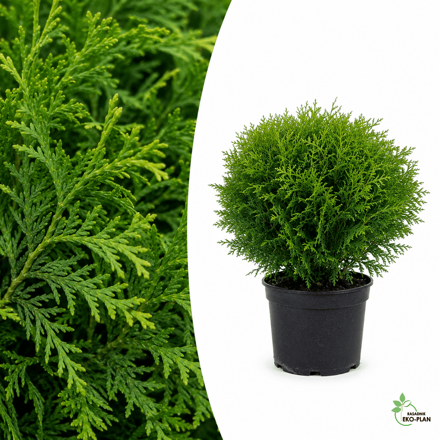 Thuja occ. Globosa 9L