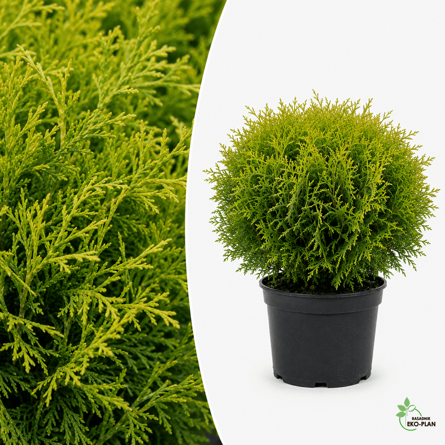 Thuja occ. Golden globe 9L