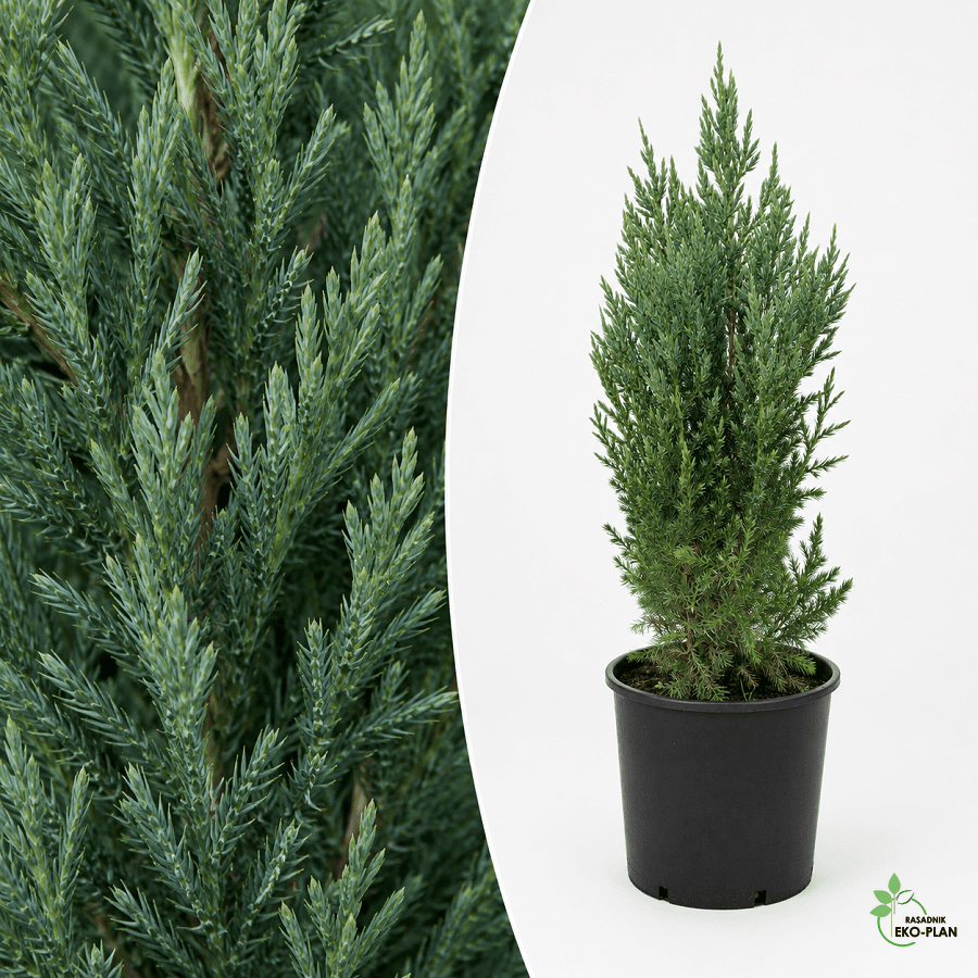 Juniperus Stricta 7L