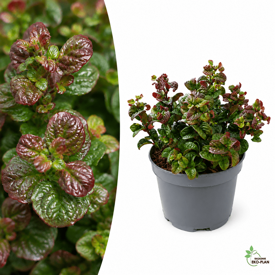 Leucothoe Zeblid – Leucota