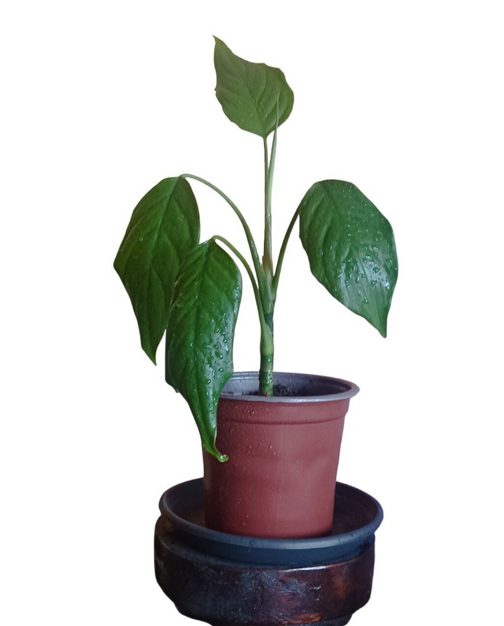Aglaonema modestum u saksiji fi 13cm - Visina biljke približno 30 cm