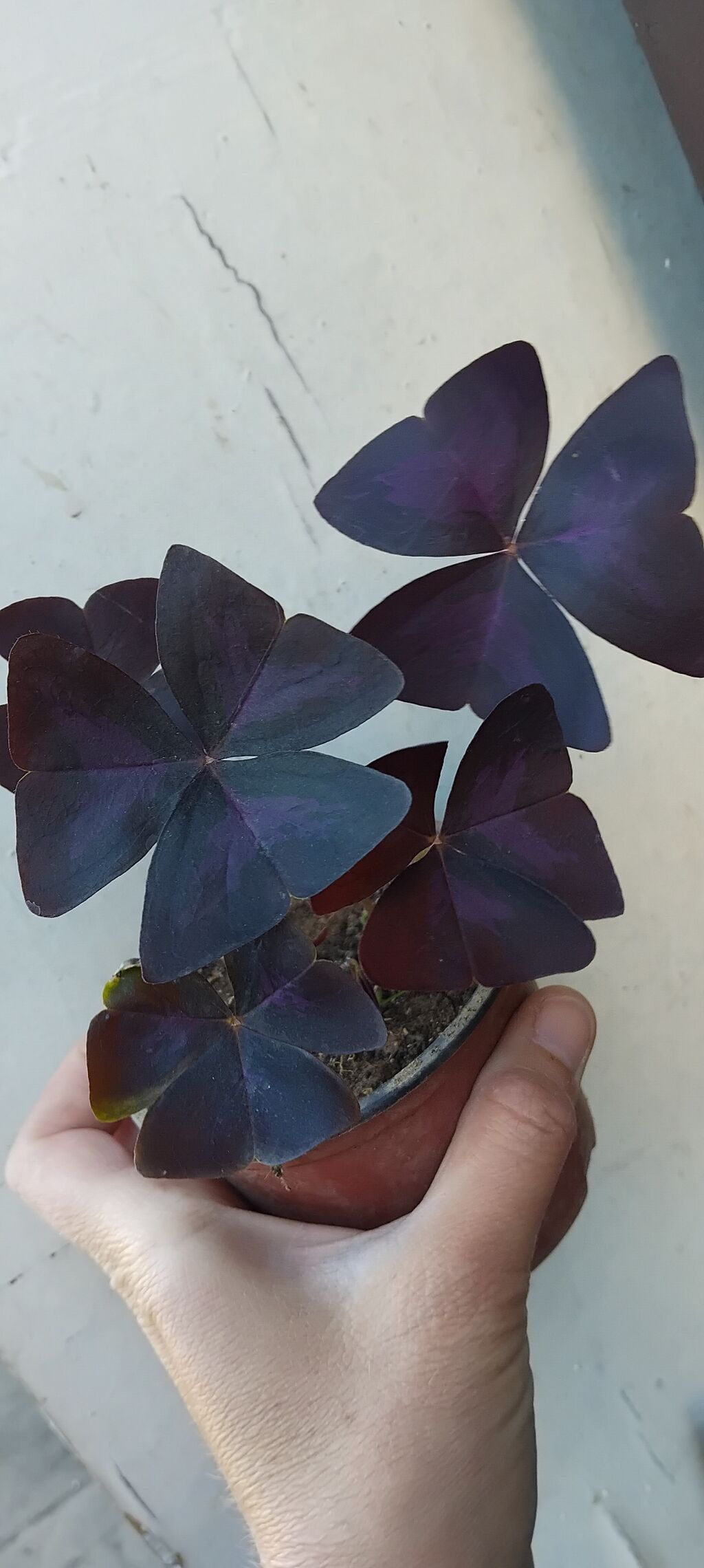 Oxalis triangularis „Purple Shamrock” – ukrasna sobna biljka -