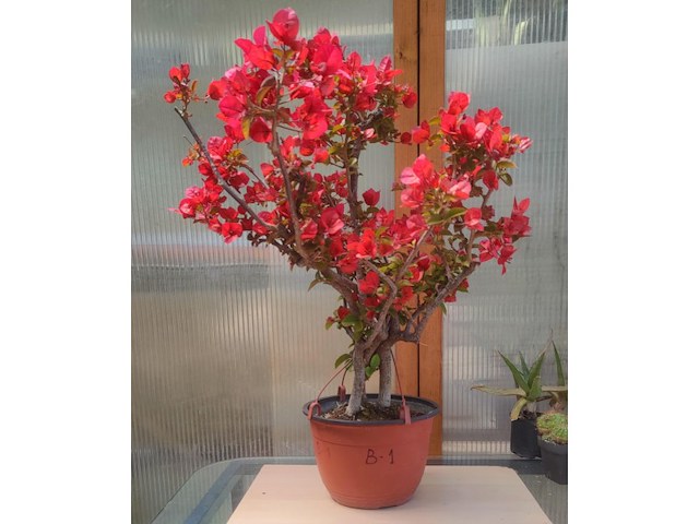 BUGENVILIJA Glabra