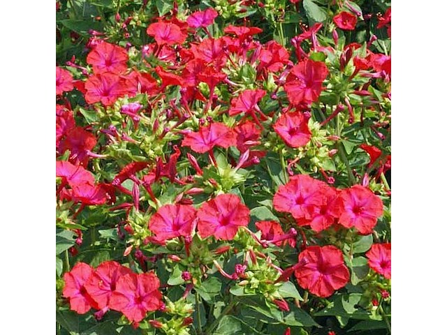 Mirabilis Jalapa (Nocurak) crveni 35 semena