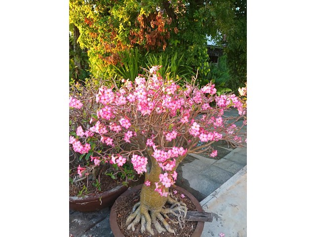 Adenium obesum, miks semena iz 2026. 5 komada
