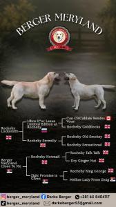STENCI LABRADOR RETRIVERA