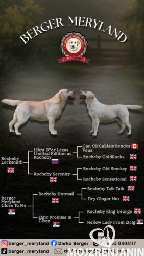 Stenci LABRADOR retrivera