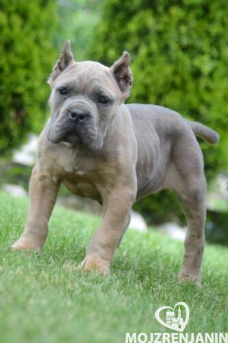 Cane Corso, štenci vrhunskog kvaliteta