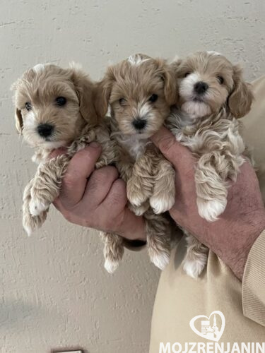 Mini maltipoo