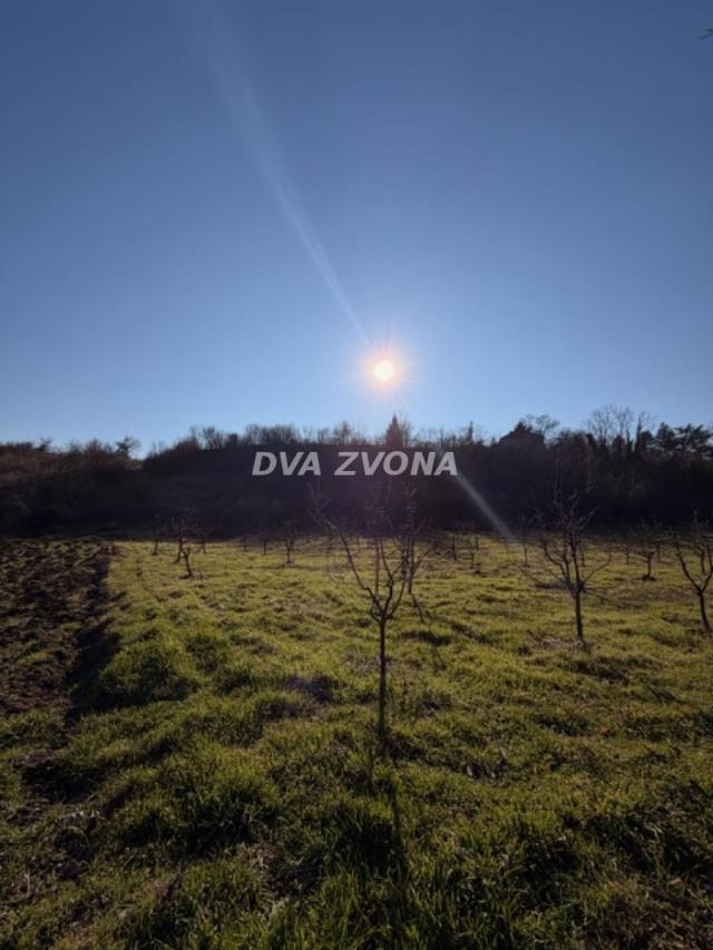VELIKA PARCELA U ČORTANOVCIMA - 84 ARA SA VOĆNJAKOM, STRUJOM I VODOM!
