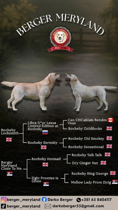 Stenci LABRADOR retrivera