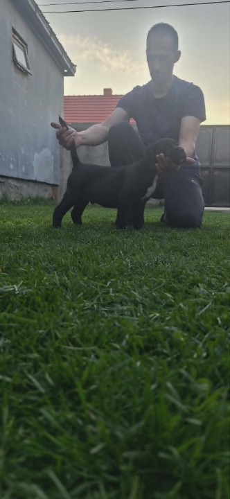 Cane Corso Kane Korso