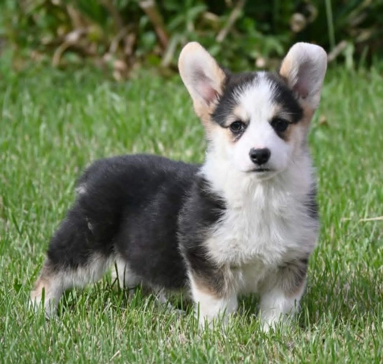 Velski korgi/Welsh Corgi Pembroke