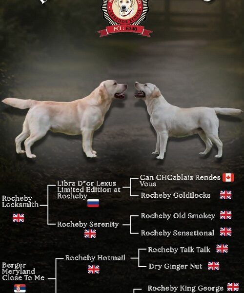 Stenci LABRADOR retrivera
