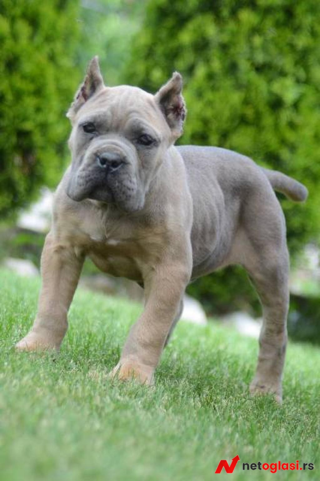 Cane Corso, stenci vrhunskog kvaliteta