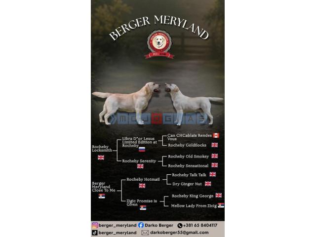 Stenci LABRADOR retrivera